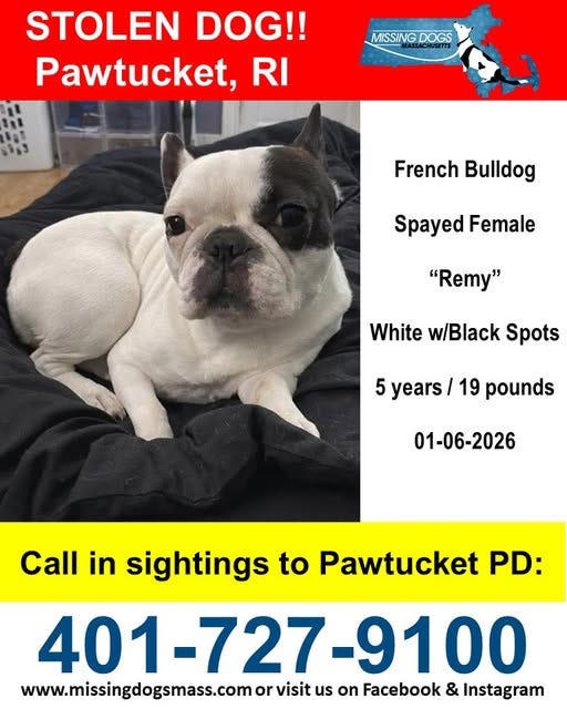 French bulldog snatched in Pawtucket home invasion