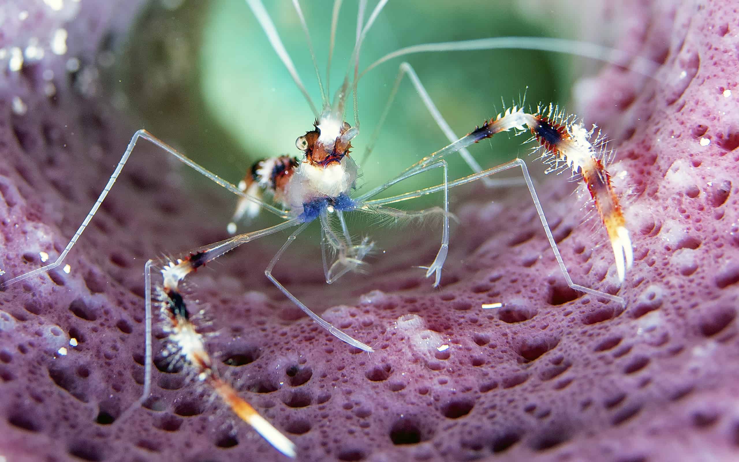 These creatures live deeper than almost anything else on Earth