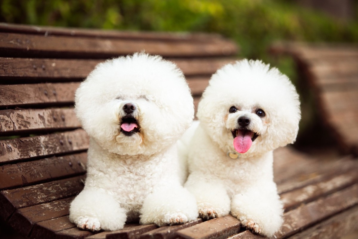 You’ve probably been mispronouncing these 6 dog breeds