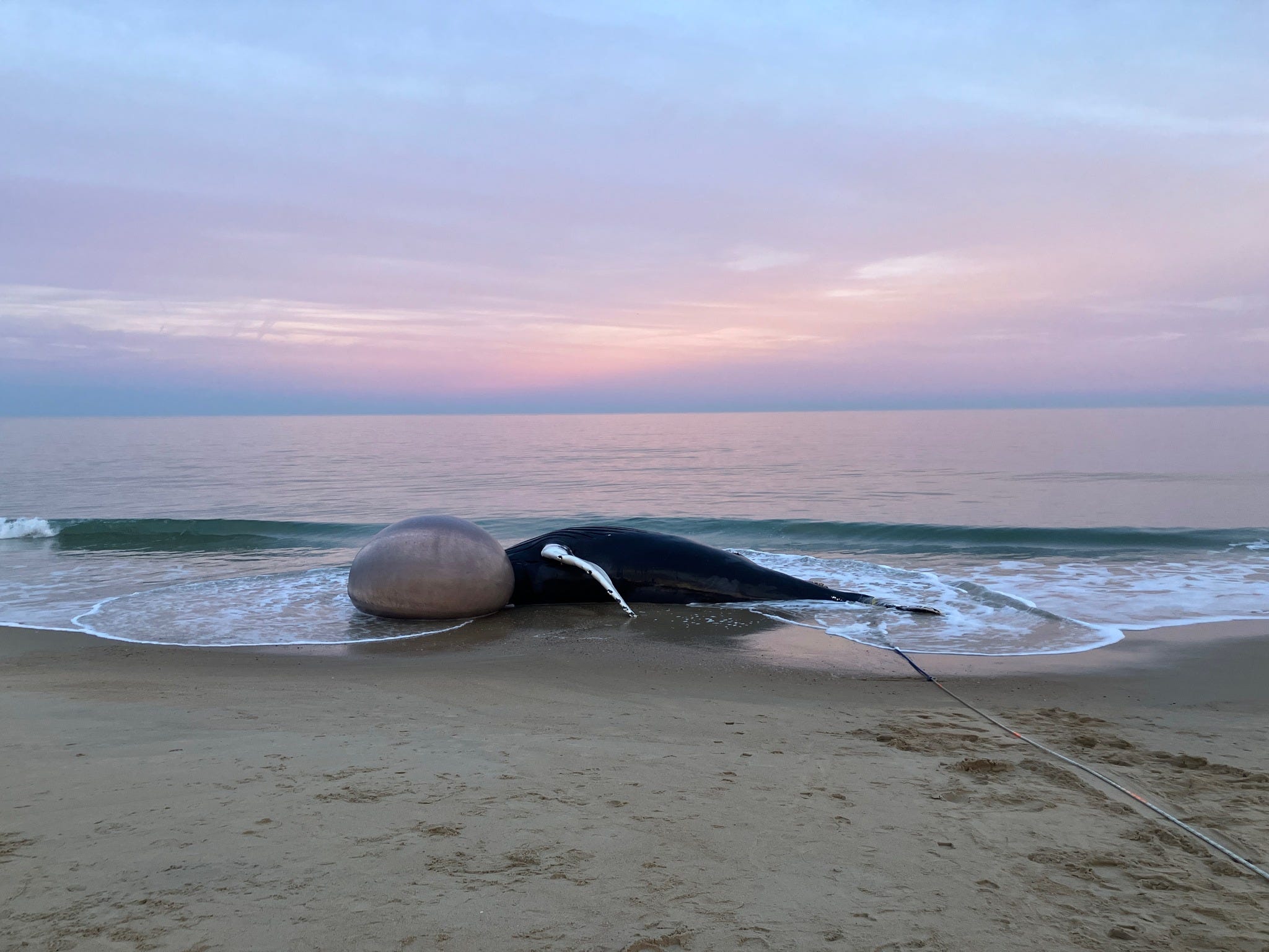 MERR responds to dead humpback whale washed up near Bethany Beach