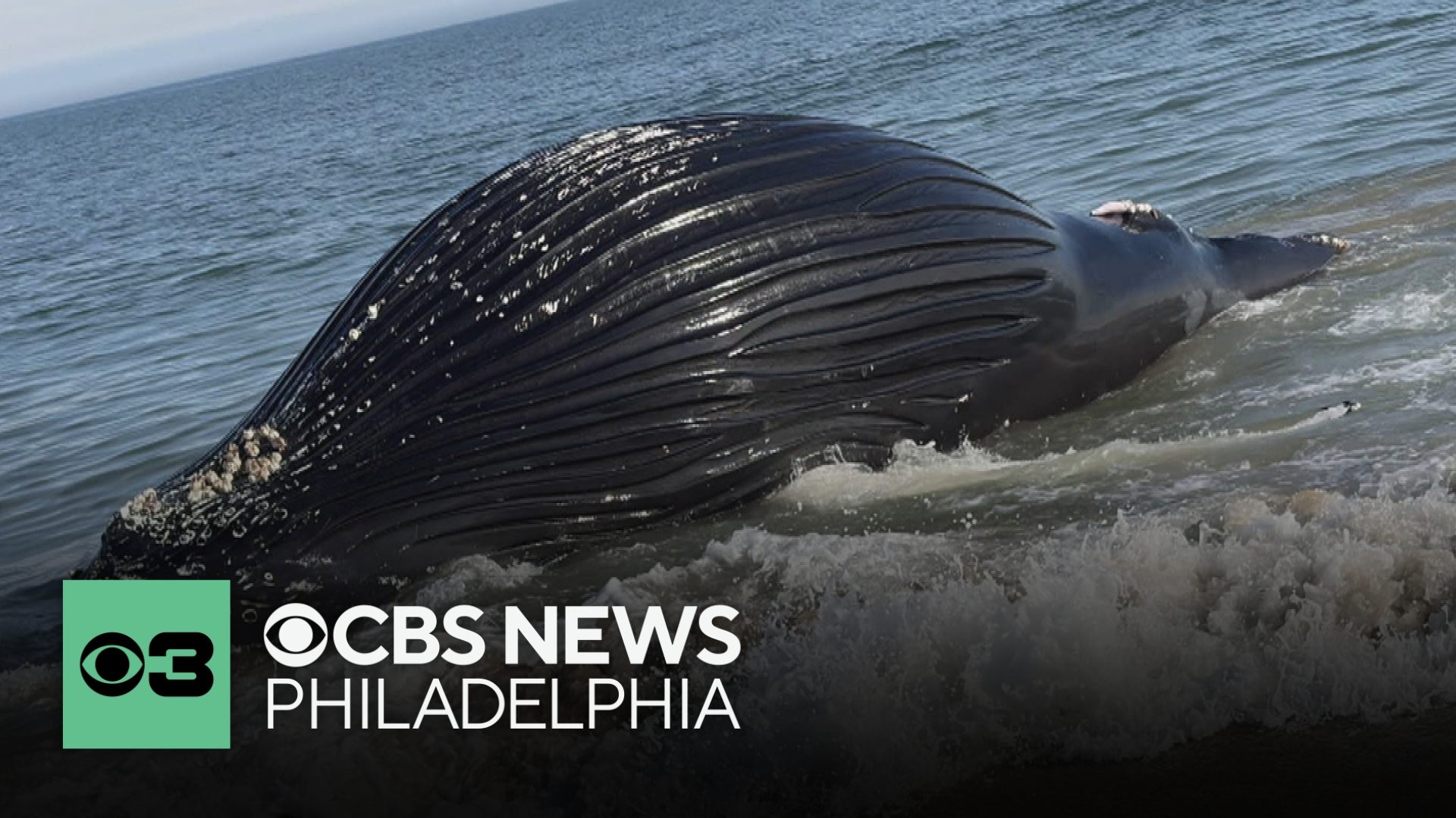 Humpback whale washes up on Bethany Beach in Delaware