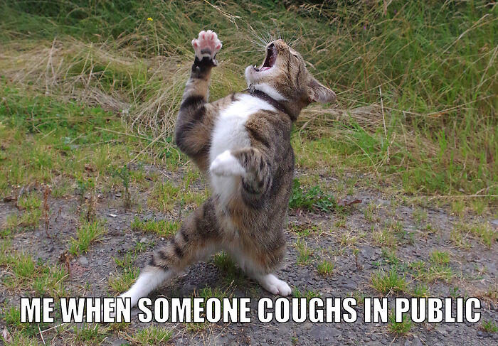 14 spot-on funny pet memes by Comedy Pet Photo Awards