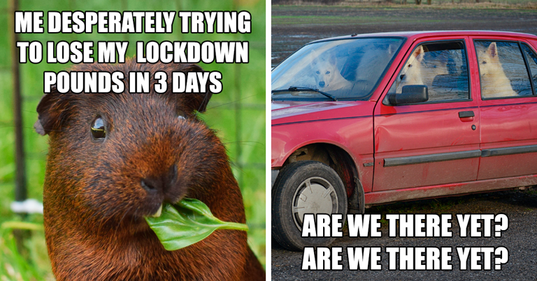 14 spot-on funny pet memes by Comedy Pet Photo Awards