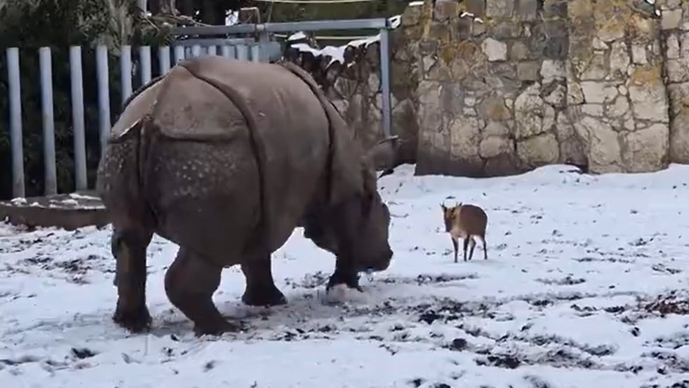 Muntjac vs. rhinoceros: Mini fighter provokes giant