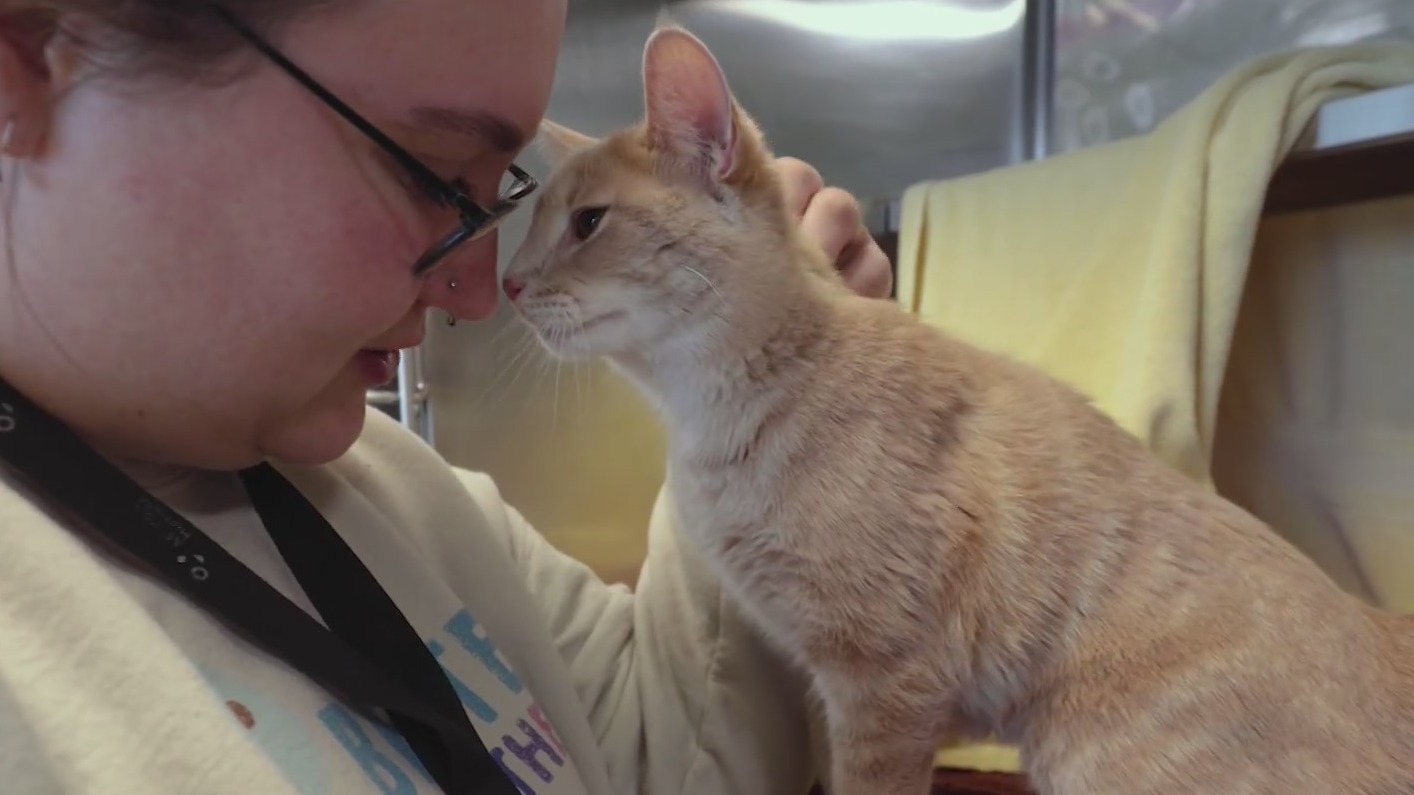 Furry Friday: Meet Lemon Bar the cat and Angus the dog