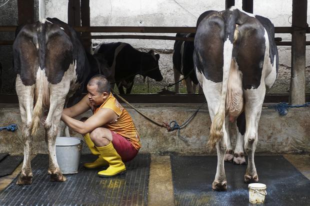 Sapi perah kurang, MBG dikhawatirkan picu peredaran susu oplosan