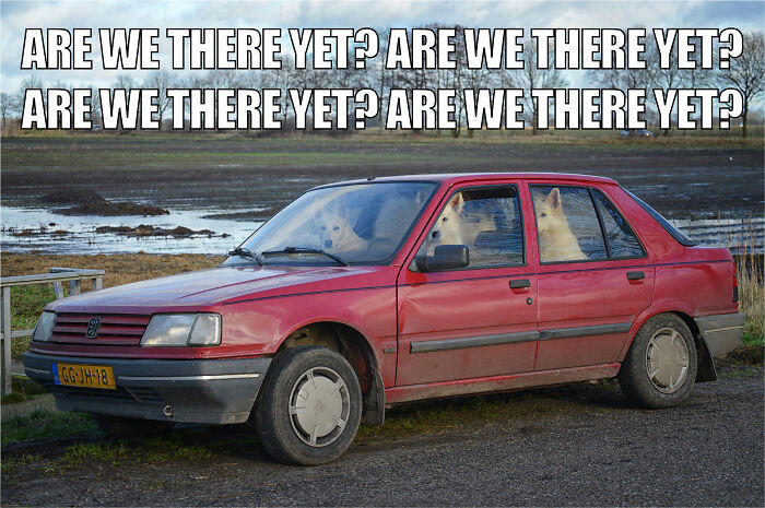 14 spot-on funny pet memes by Comedy Pet Photo Awards