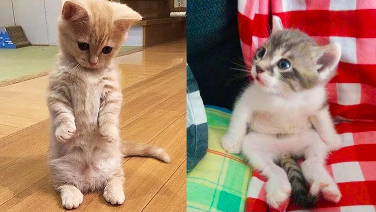 Curious kittens in funny poses