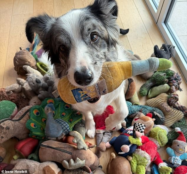 Shall we go for a W-A-L-K? Dogs really do eavesdrop on their owners ...