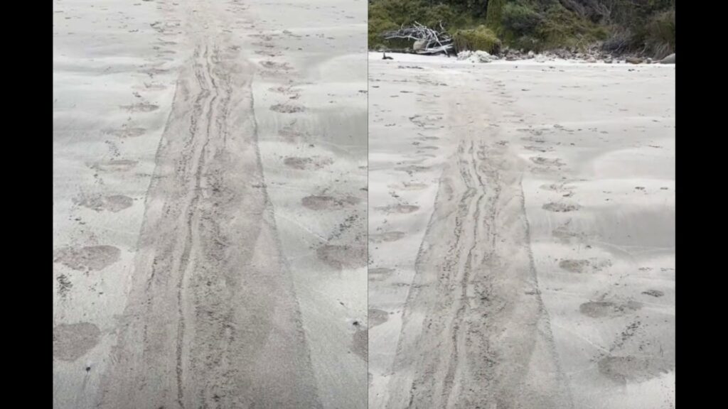 Strange tracks on Tasmanian beach lead to discovery of massive sea animal