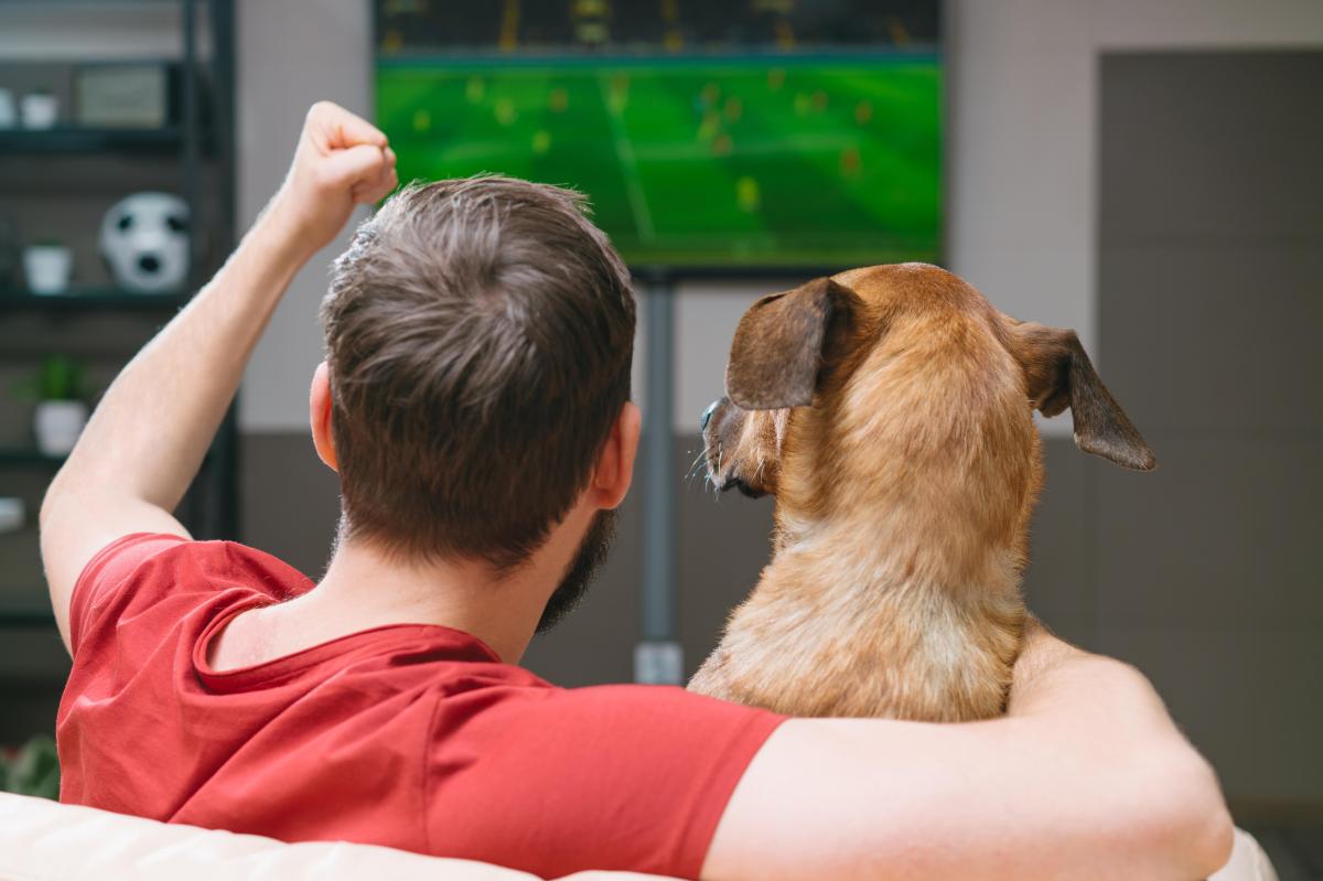 Hunde können aktiv fernsehen – doch sollten sie das auch?