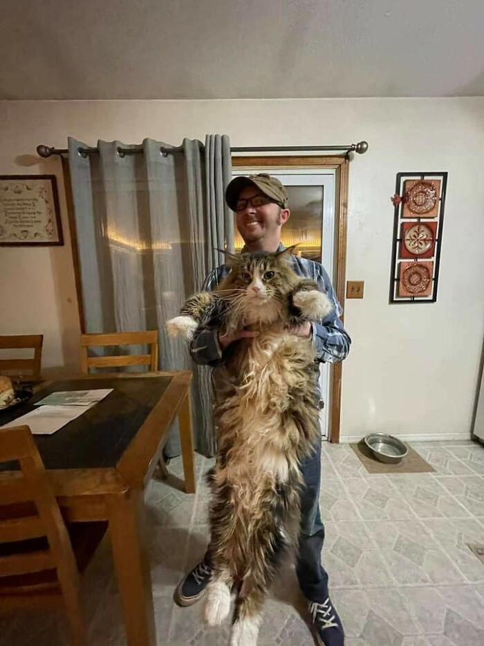 35 cats who don’t understand how big they are