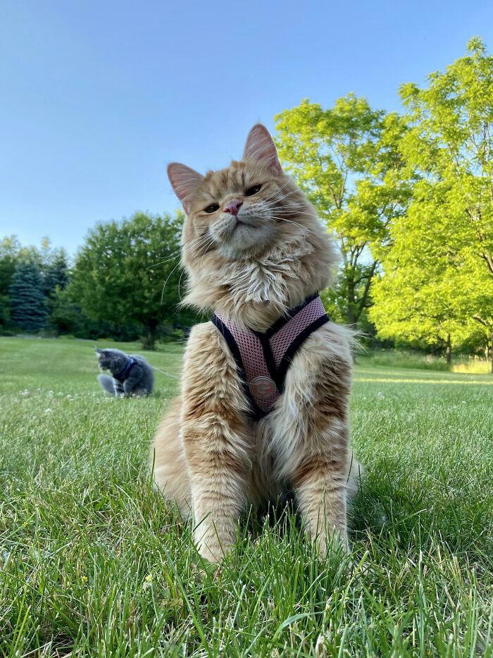 35 cats who don’t understand how big they are