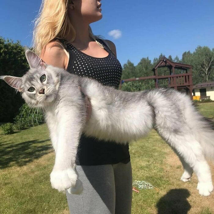 35 cats who don’t understand how big they are