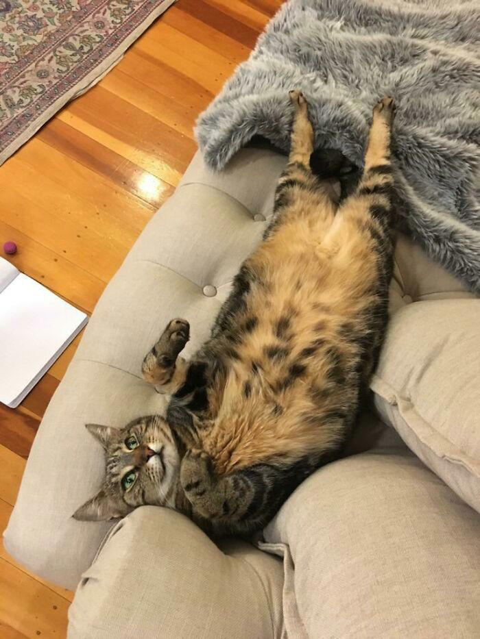 35 cats who don’t understand how big they are