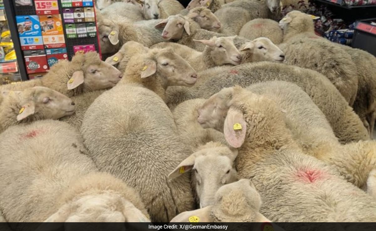 'Bunch of wooligans': 50 sheep charge into German supermarket ...