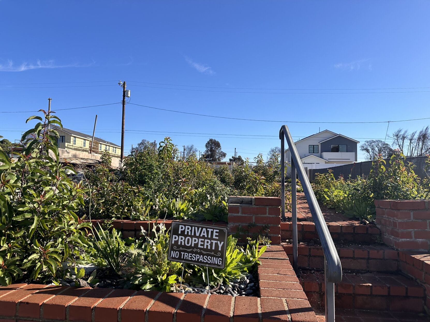 Flower meadows to emerge across burn zones this spring thanks to seed ...
