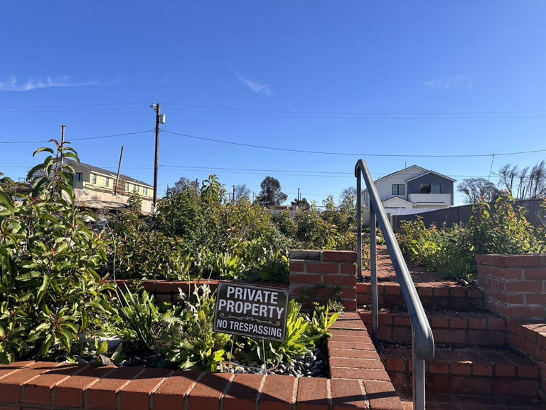 Flower meadows to emerge across burn zones this spring thanks to seed ...