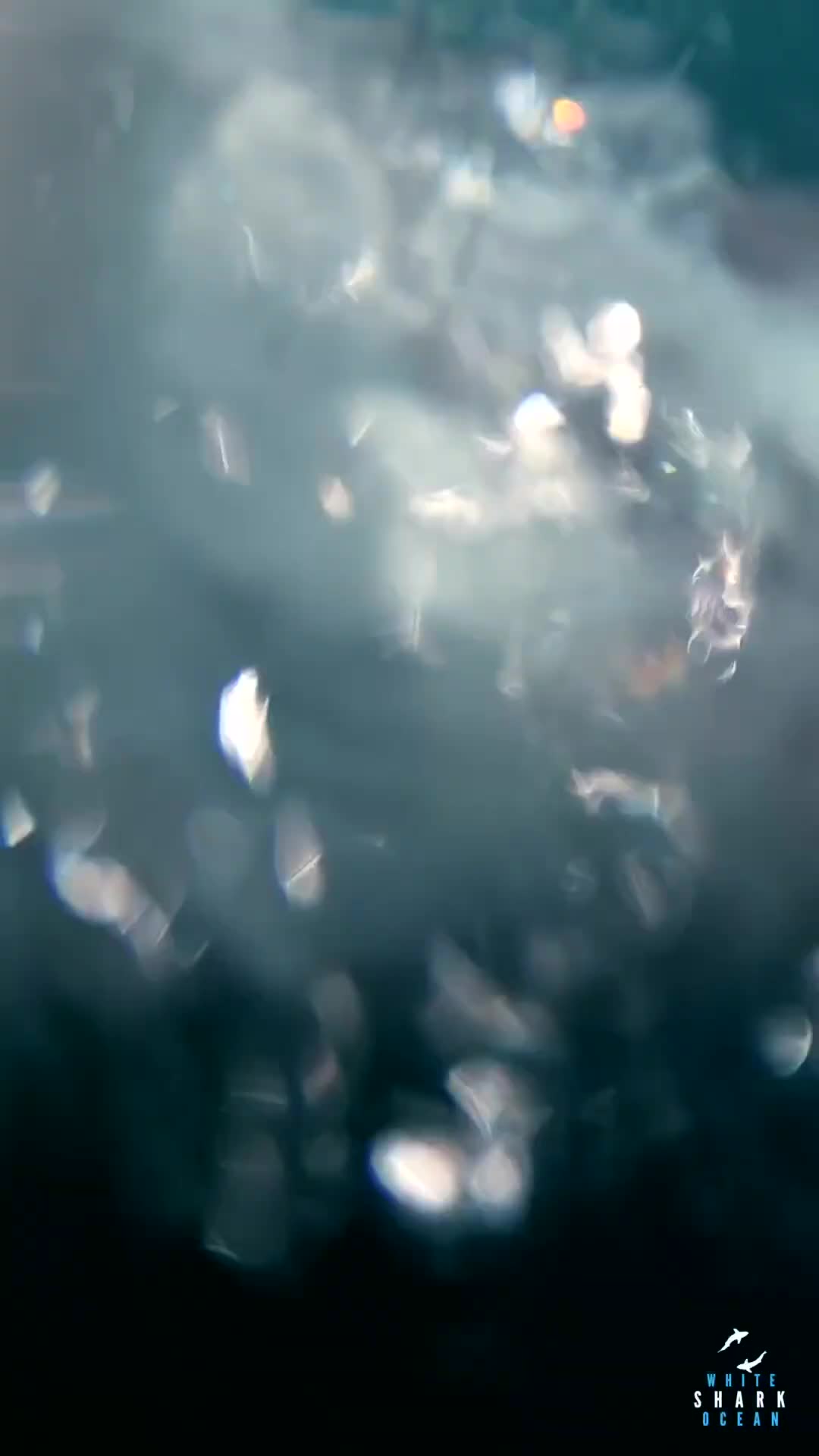 Great white shark surprise