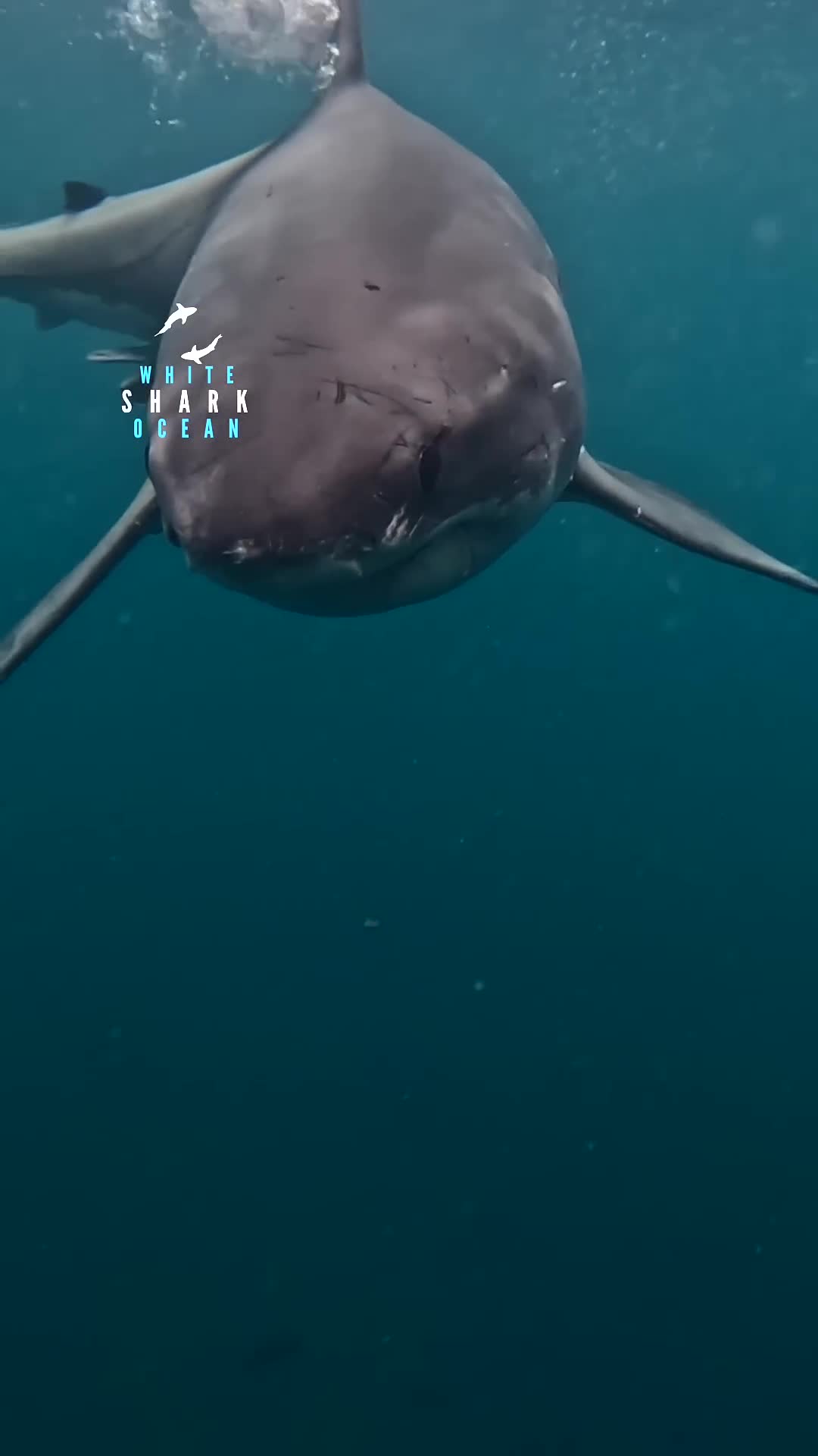 Scarred great white shark keeps distance from second great white