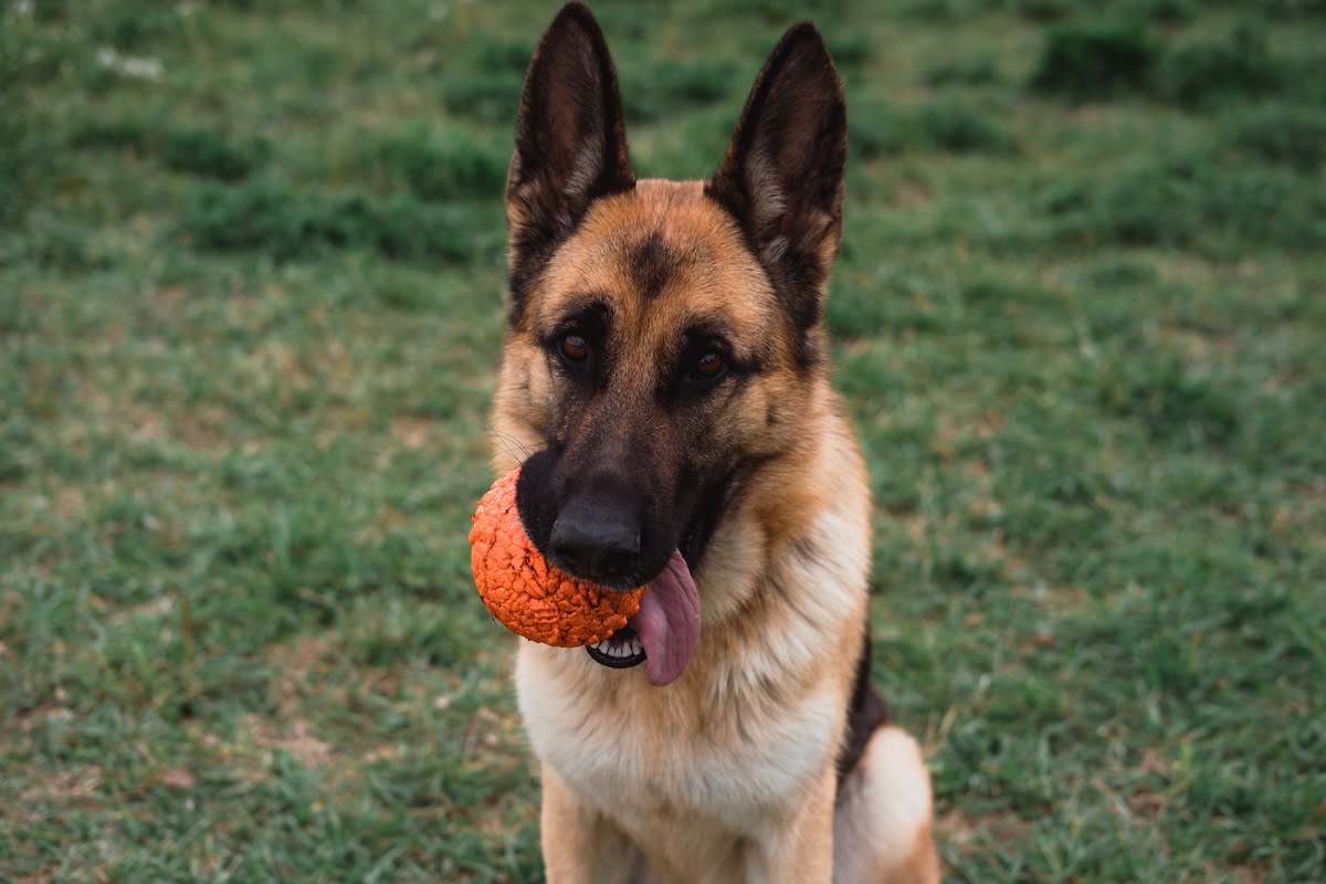 German shepherd throws his own ball like a pro