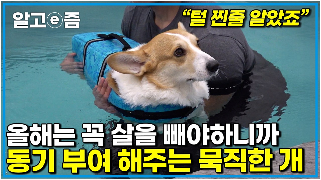 빠지면 나도 제법 후후 반드시 성공한다 다이어트 우선 수영하는 개 보면서 이미지 트레이닝 먼저 하실게요 아 오늘 운동 끝｜세상에 ...