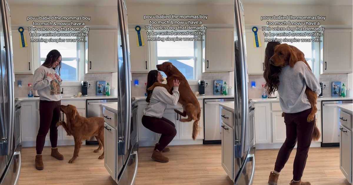 Video: Sleepy 'Velcro dog' demands uppies from mom