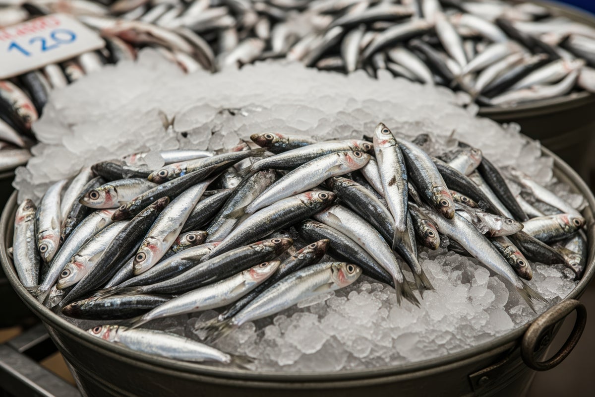 Why Morocco is pausing frozen sardine exports