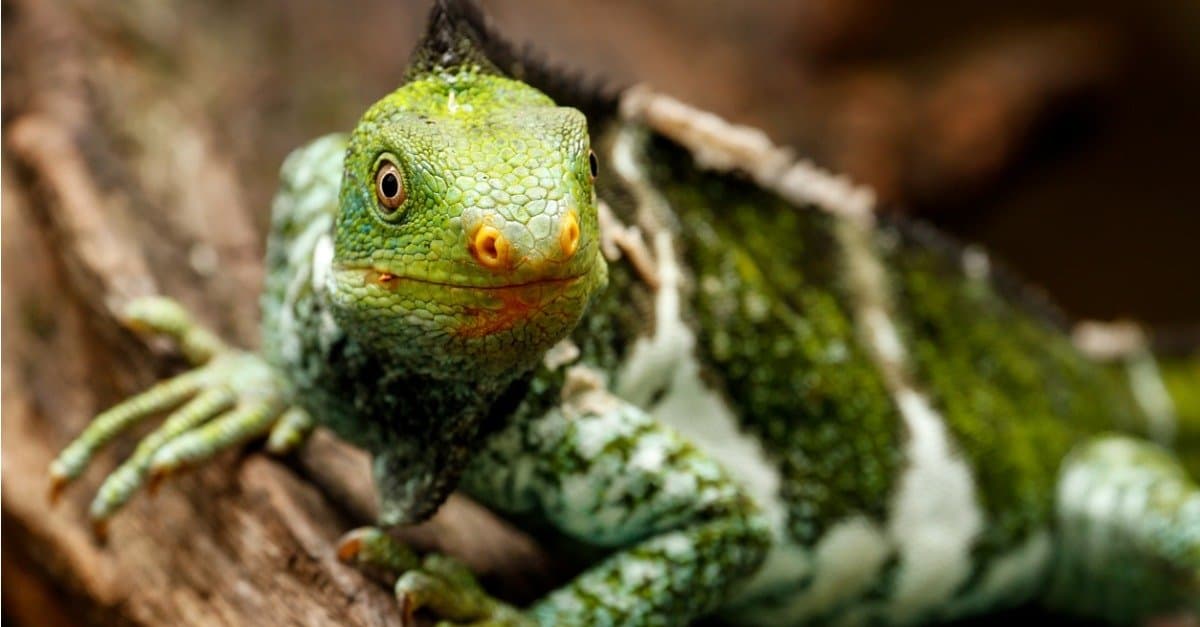 This rare iguana has one of the strangest mating rituals in the animal ...