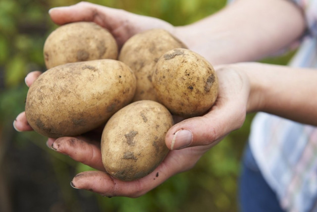 Este fue el alimento que más bajó de precio en Colombia, según el IPC 2025