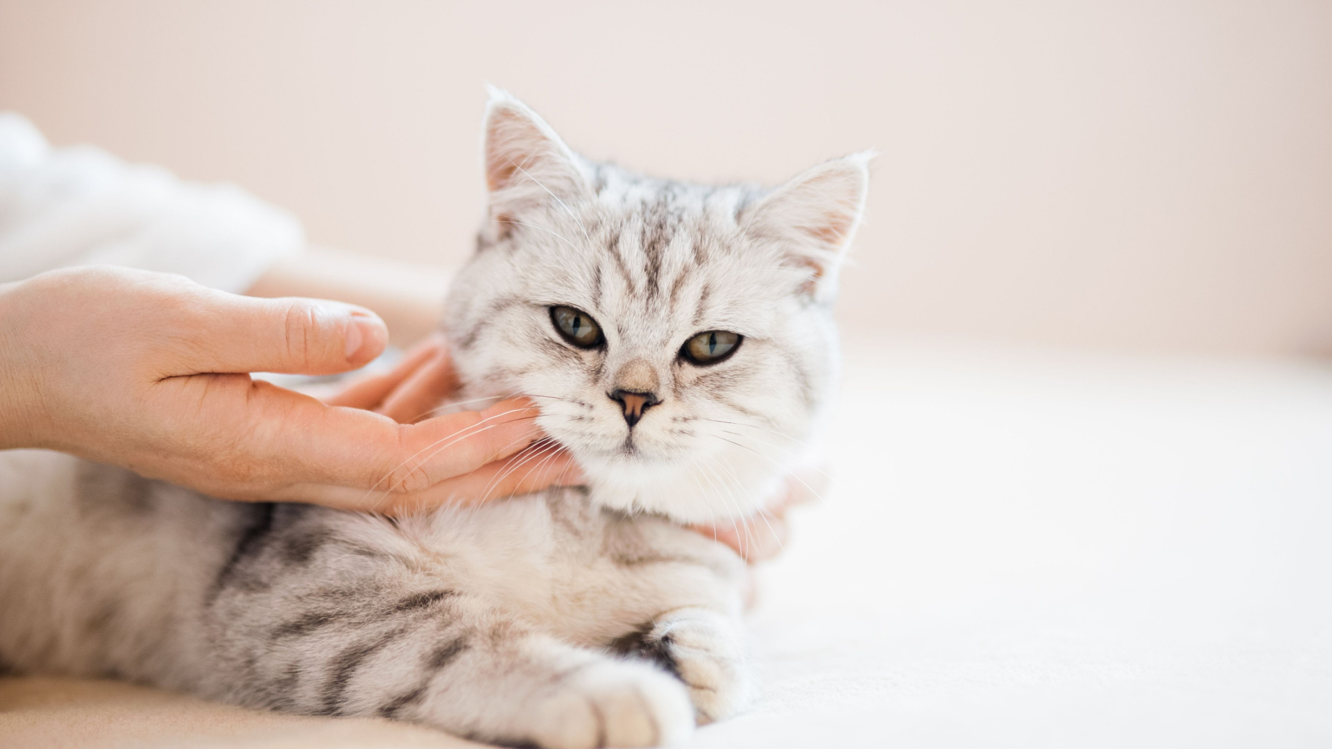 8 subtle cat behaviours that reflect long-term bonding