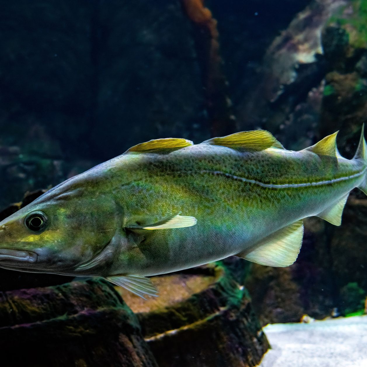 Morue bleue : l’étonnant poisson qui intrigue tout le monde, mais que ...