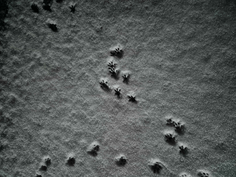 NRW: Mysteriöse Tier-Spuren im Schnee – schnell erhärtet sich der Verdacht