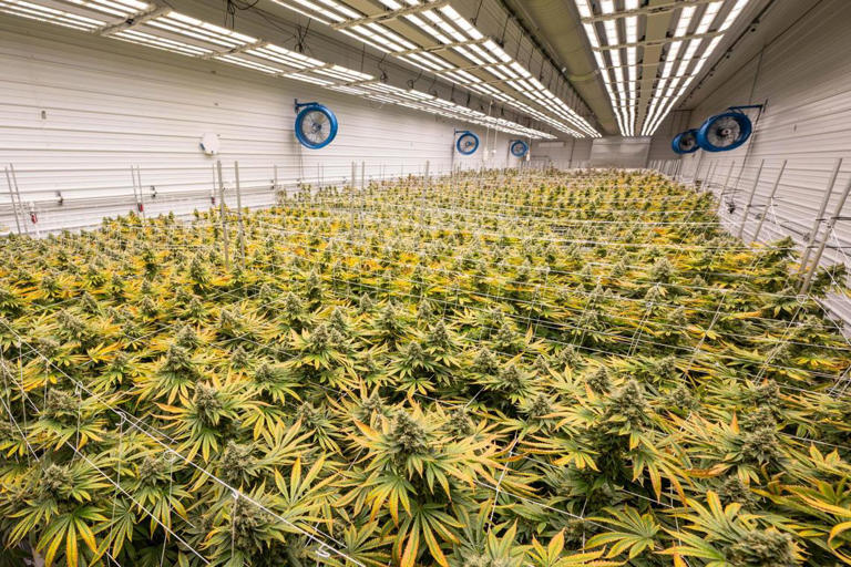 This KC-area city is considering a crackdown on public marijuana use
