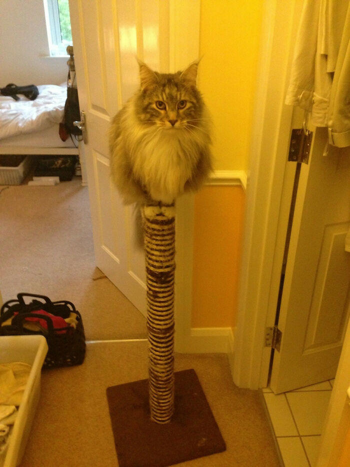 35 cats who don’t understand how big they are