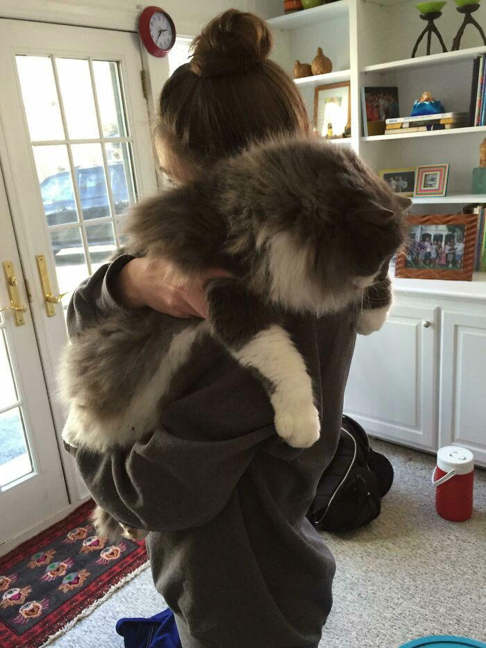 35 cats who don’t understand how big they are