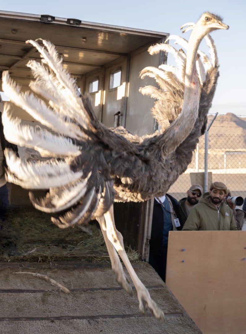 Rare red-necked ostriches introduced in Saudi Arabia to replace birds ...