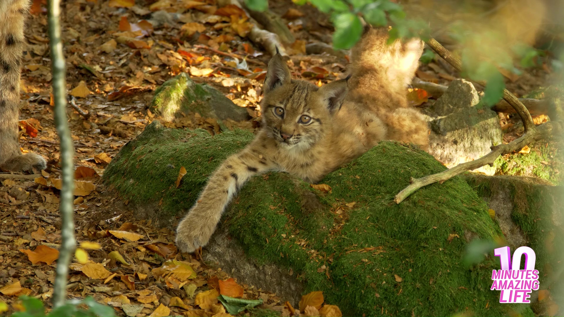 A young lynx cub held my gaze