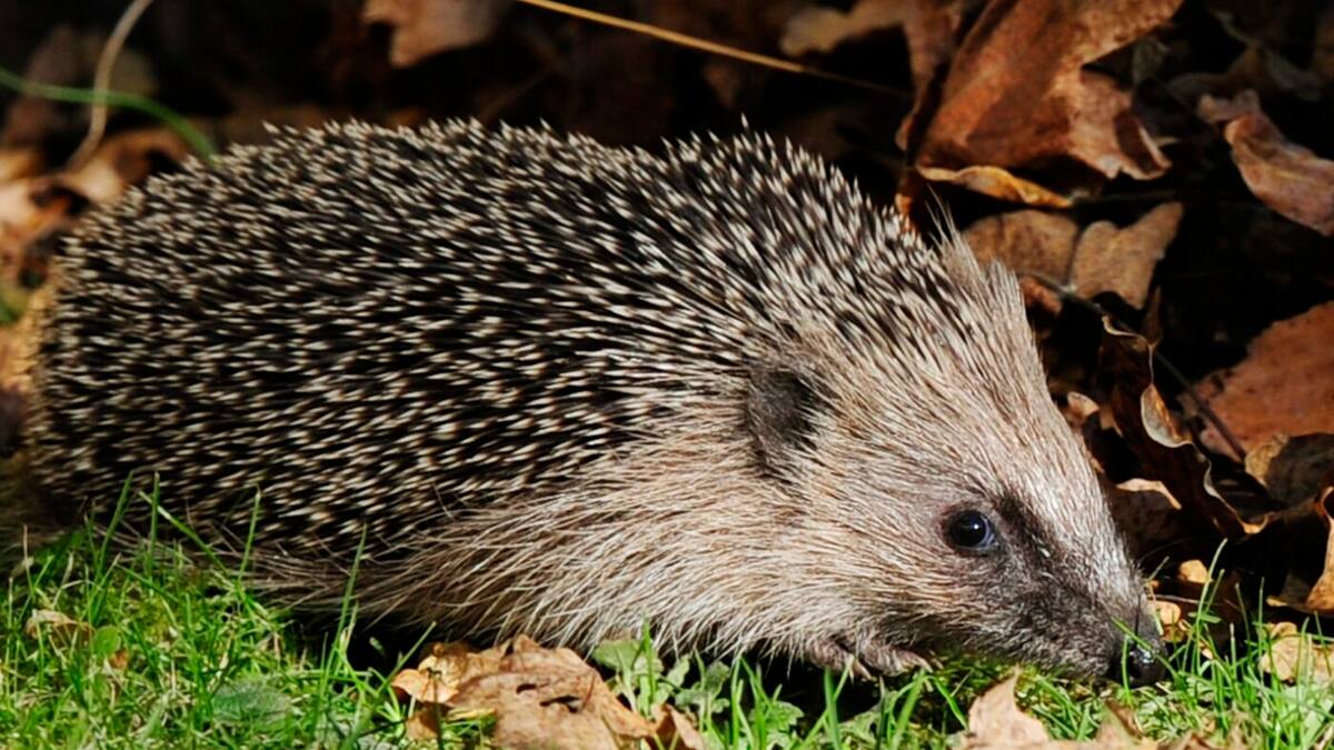 Schutz für Igel: Pro Natura kürt den Igel zum Tier des Jahres
