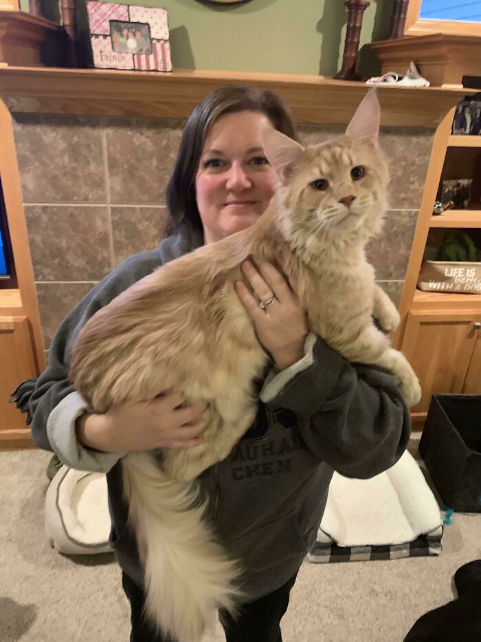 35 cats who don’t understand how big they are