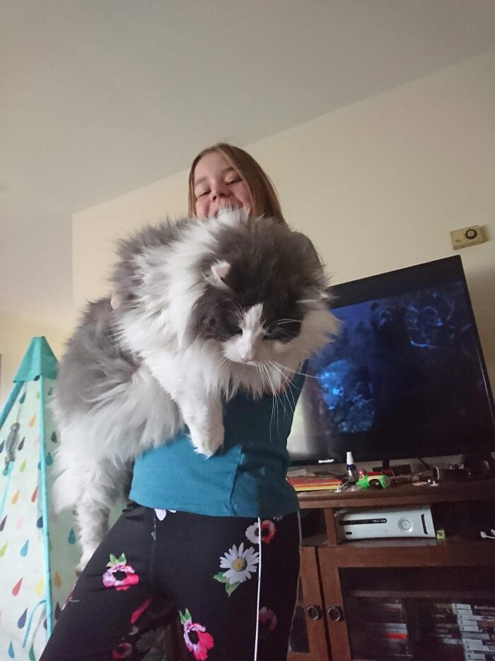 35 cats who don’t understand how big they are