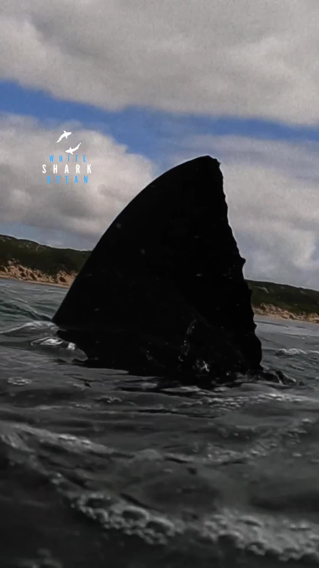 The iconic great white shark dorsal fin