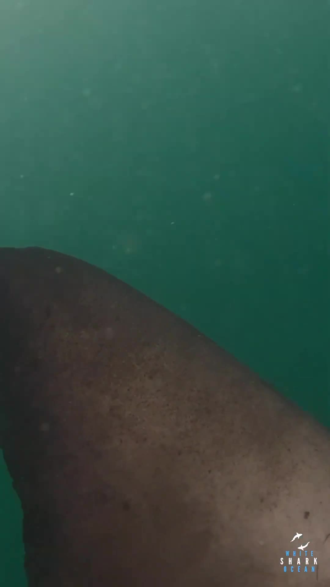 Great white crashes back down into water