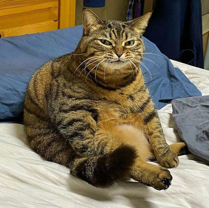 35 cats who don’t understand how big they are