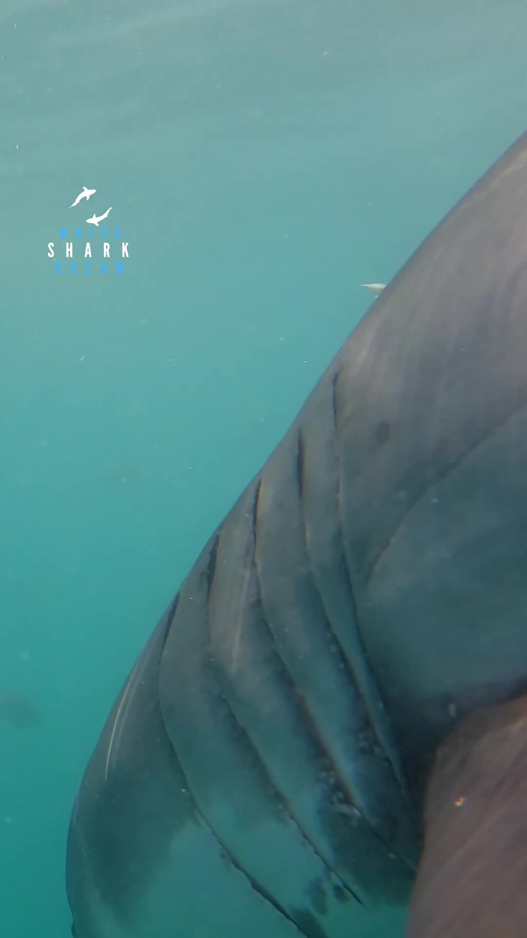 Great white shark turns towards us #greatwhite