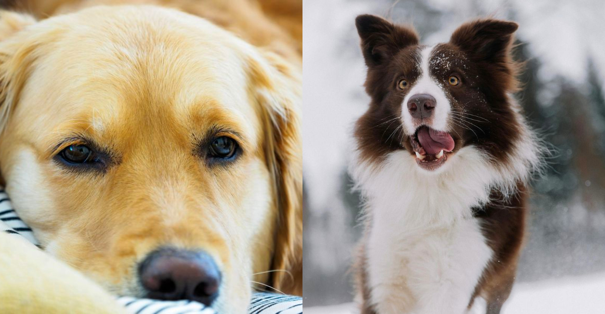 8 dog reactions that signal emotional comfort and 4 that point to ...