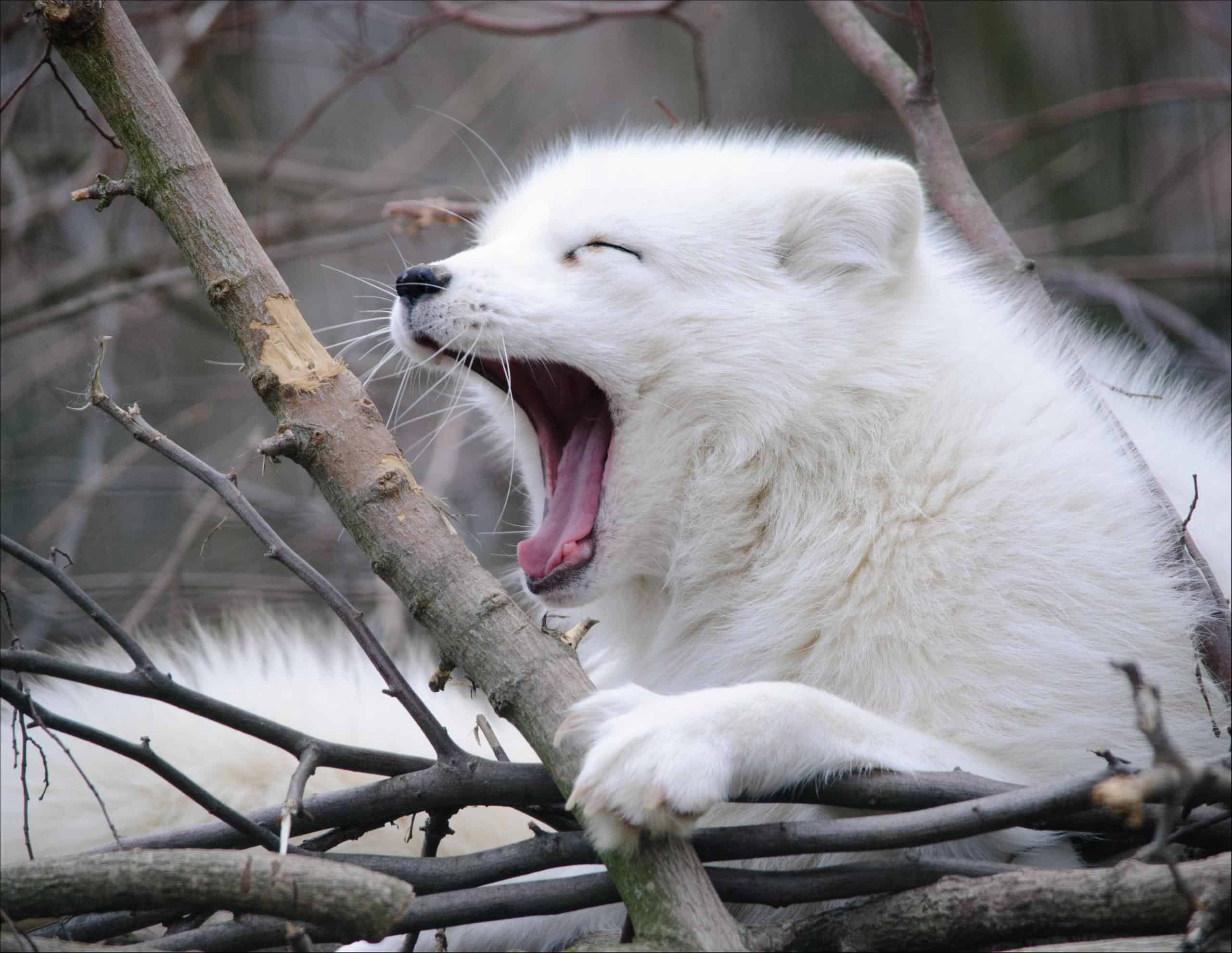 These animals are built to survive Earth’s coldest places