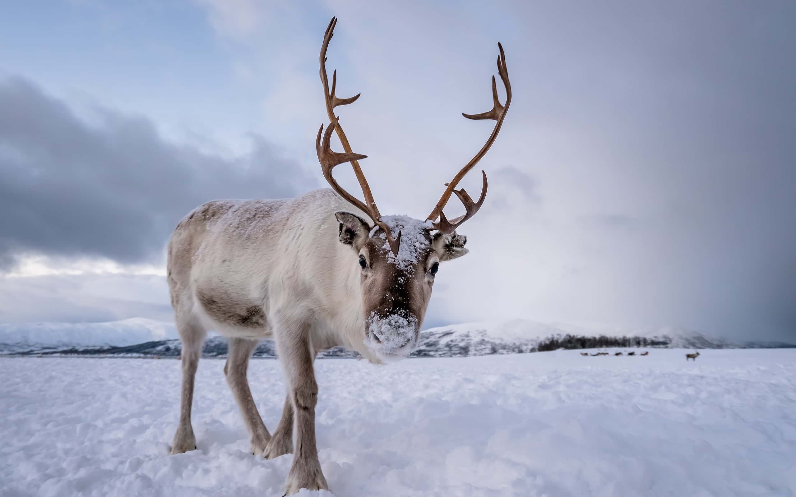 These animals are built to survive Earth’s coldest places