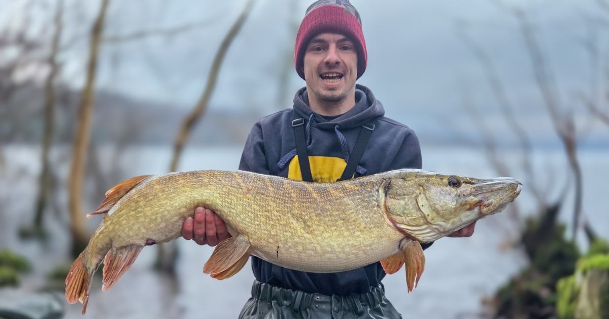 Huge pike caught from Lake Windermere