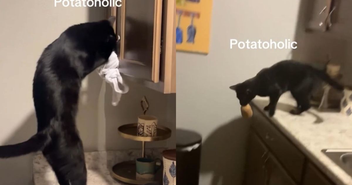 Video: Cat's hilarious obsession with stealing potatoes just won't end